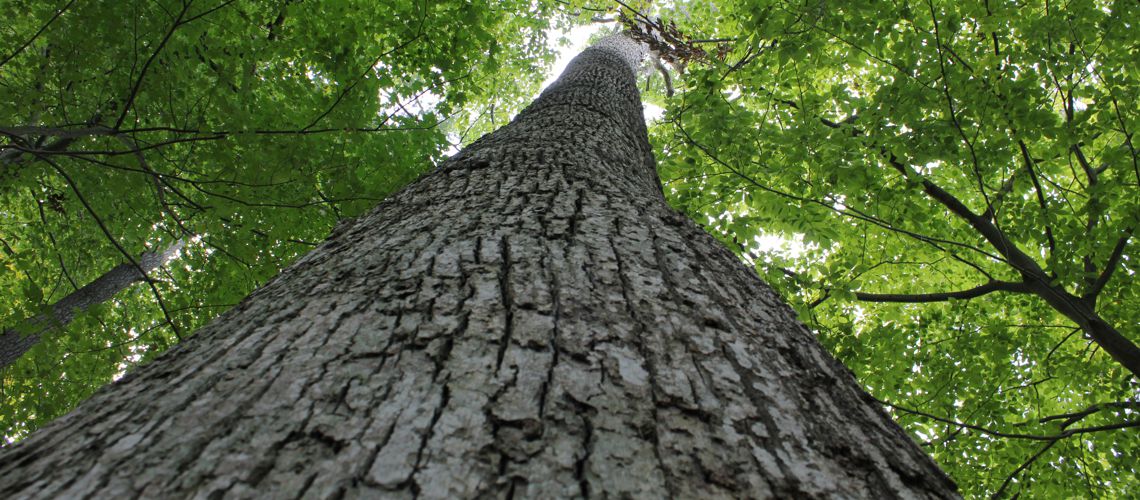 Springwater Forest – Catfish Creek Conservation Authority